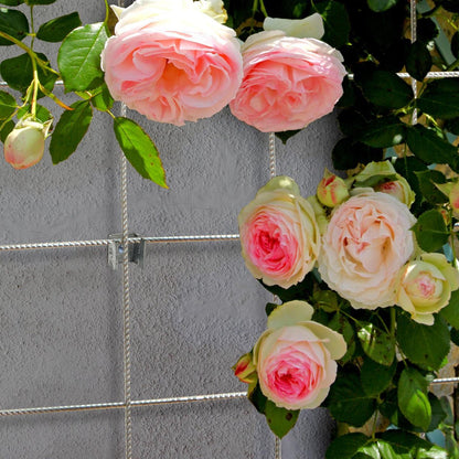 Jack Panel Mounting Clips - 8 Pack - Hot-Dip Galvanised Steel - Durabl ...